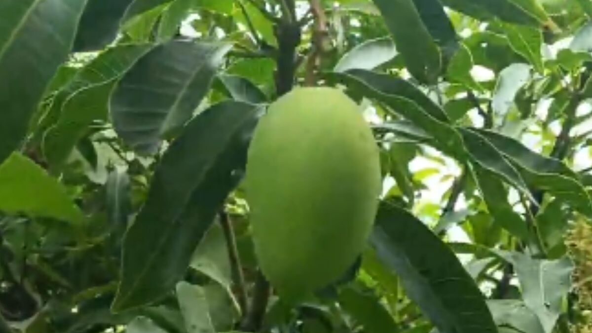 In Bihar’s Darbhanga, Man Grows Mangoes In His Orchard All Year Round ...