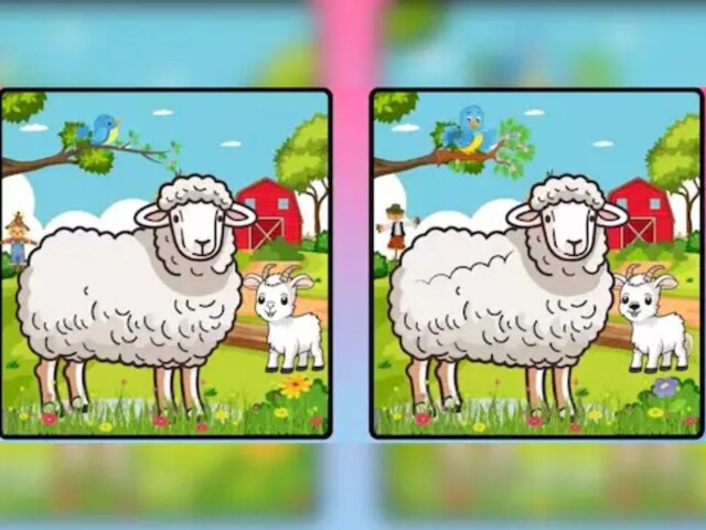 Spot 7 Differences In This Sheep-lamb Portrait In 15 Seconds - News18