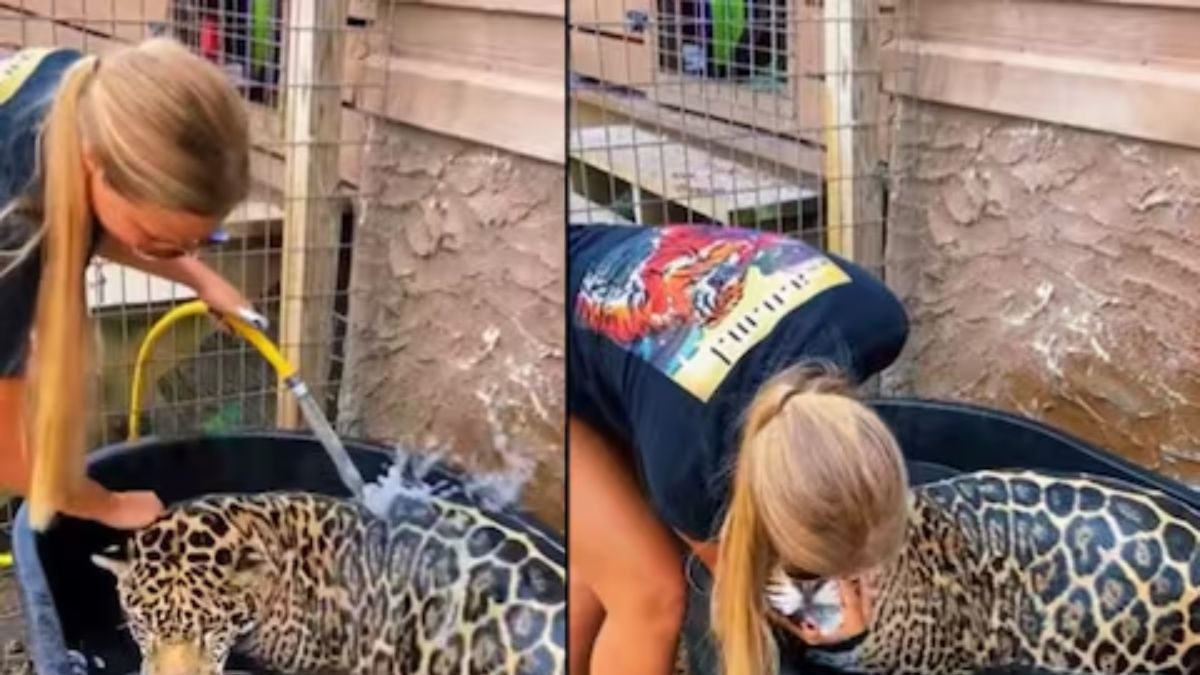 On Camera, Woman Gives Bath To Jaguar. Internet Loves Their Bond | Viral News - News18