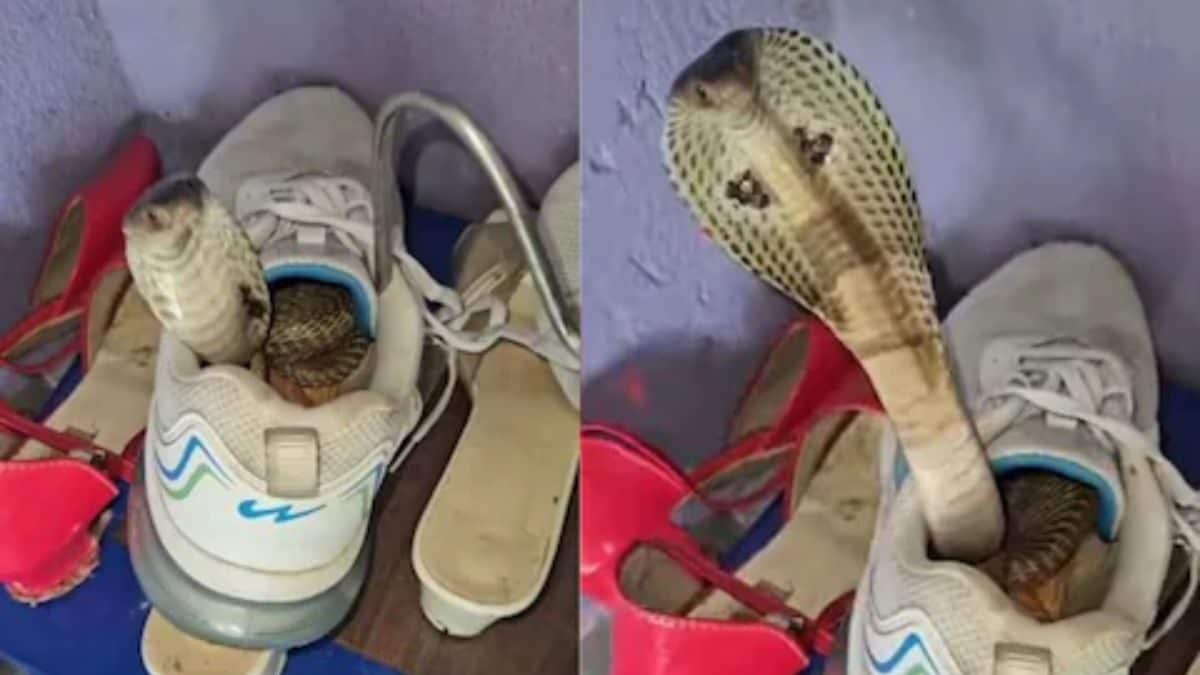 Check Your Shoes: Video Of Cobra Hiding In Footwear Unlocks New Fear ...