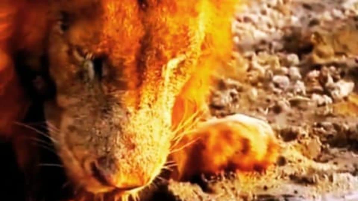 Watch: Turtle Stops Lion From Drinking Water In A Pond | Viral News ...