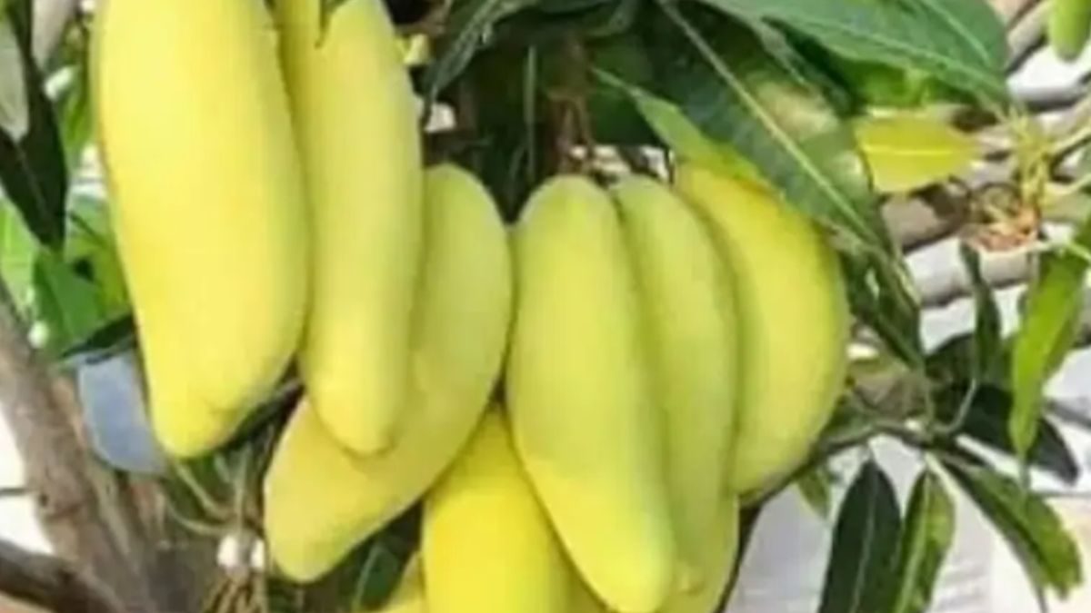 This Fruit, Grown In Bengal's Malda, Resembles Banana But Tastes Like ...