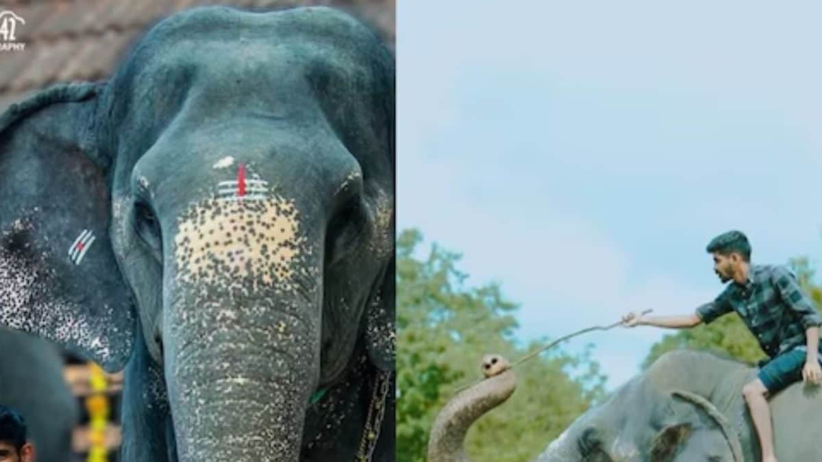 In Kerala's Perumbalam, Elephant Kaveri And Owner Shimil's Evening ...