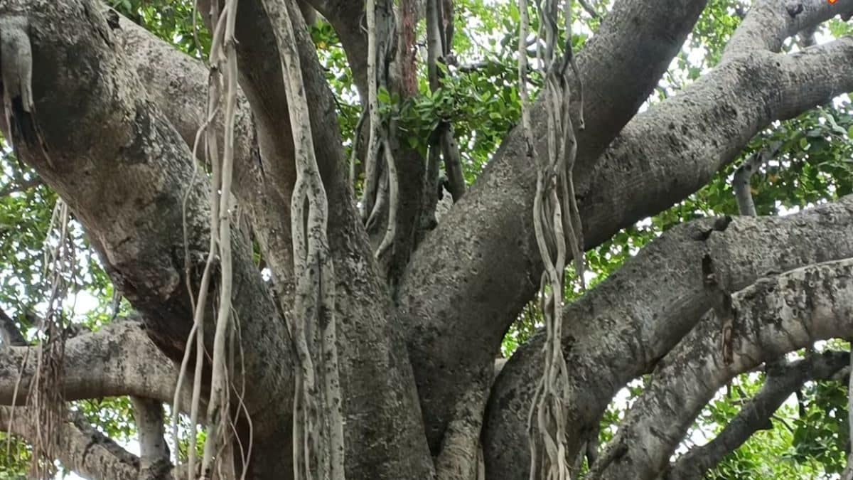 In Andhra Pradesh's Thirumala Village, This 100-year-old Banyan Tree ...