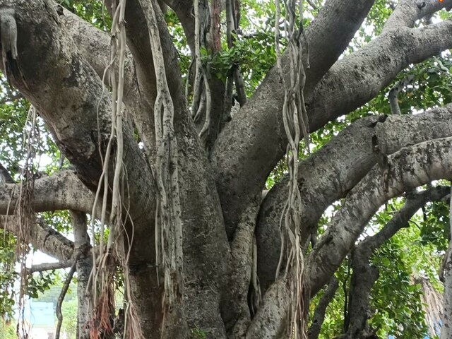 In Andhra Pradesh's Thirumala Village, This 100-year-old Banyan Tree ...