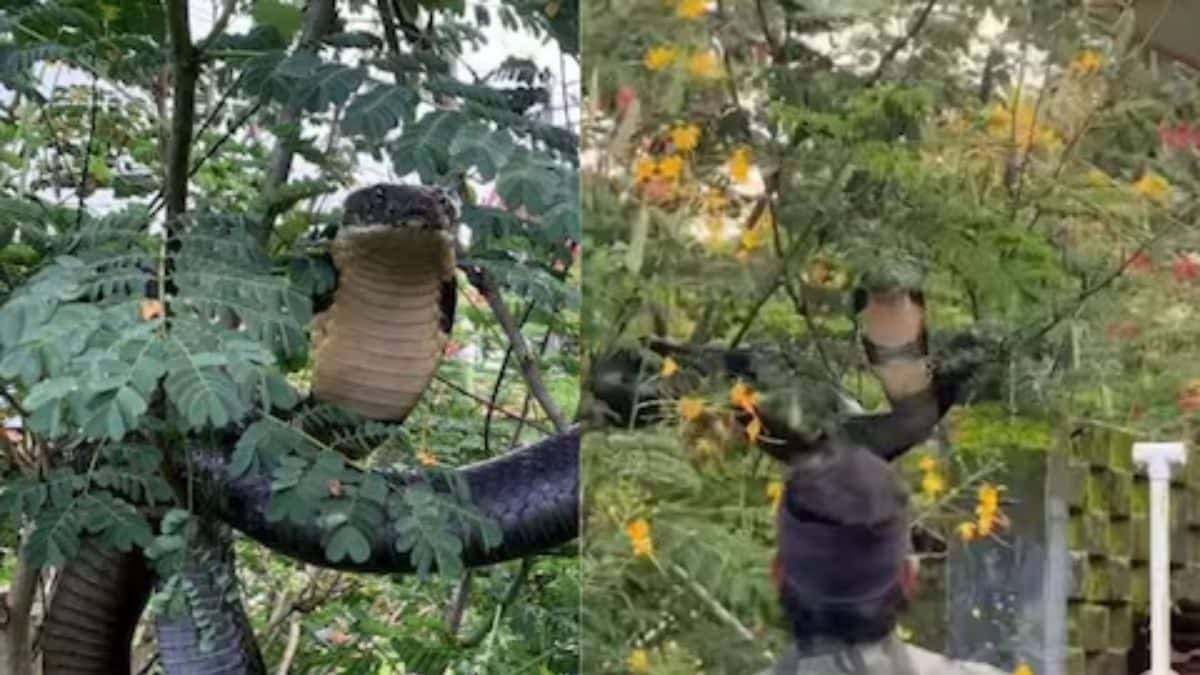 12-foot King Cobra Rescued From Karnataka Garden | Viral News - News18