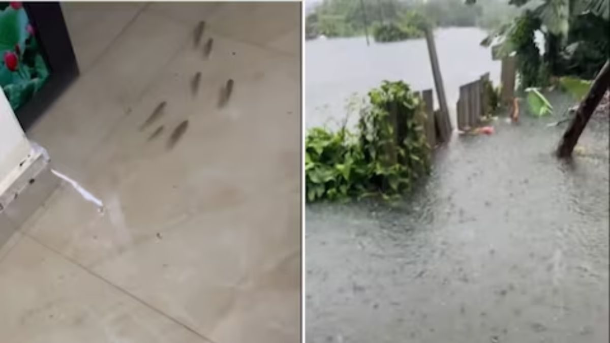 Watch: Fishes And Frogs Swim Together At This Brazil House Due To Heavy ...
