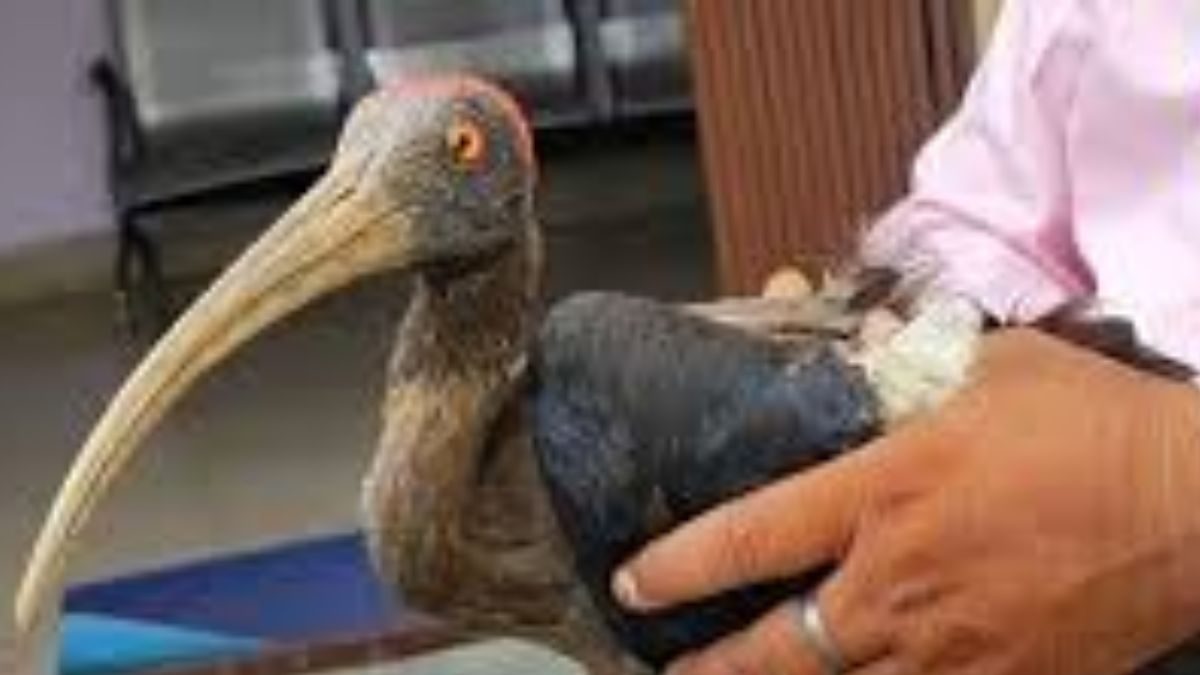 Bokaro Forest Department Rescues Injured Rare Breed Red-naped Ibis Bird ...