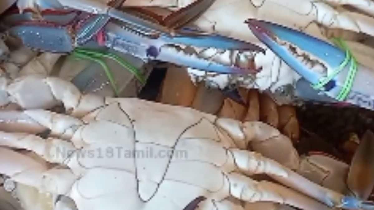 Preventing Anaemia To Promoting Bone Health, 5 Benefits Of Eating Crabs ...