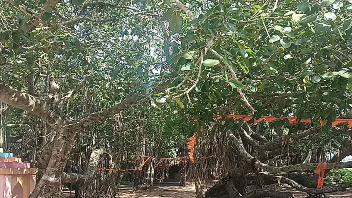 Celebrating A Century-old Banyan Tree In Karnataka: A Hub For Festivals ...