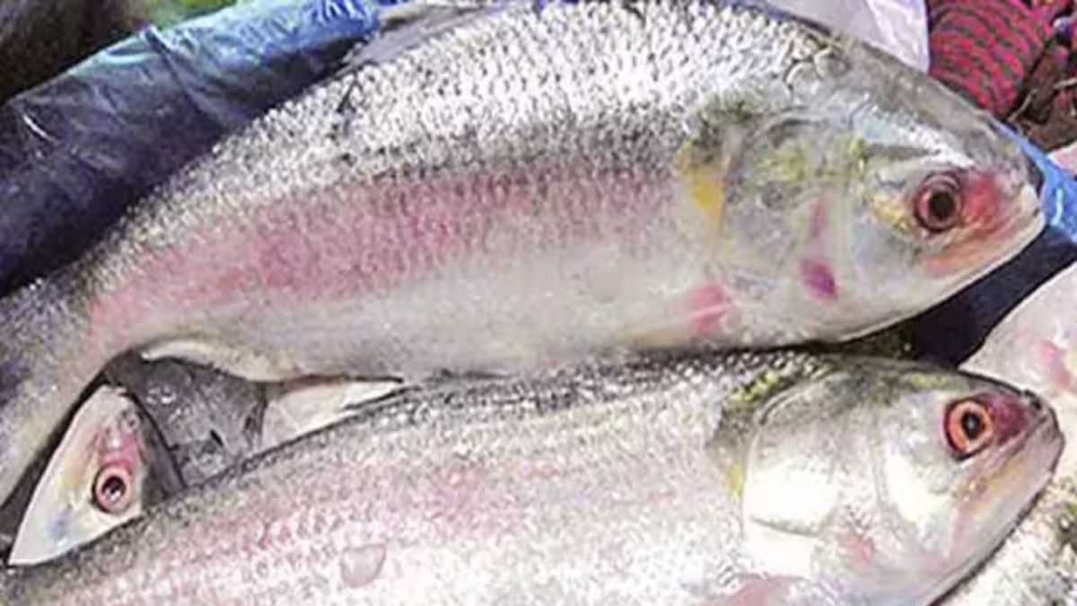 In Bengal’s Kakdwip, Hilsa Fish Weighing 2 Kg Sold At Rs 6000 | India ...