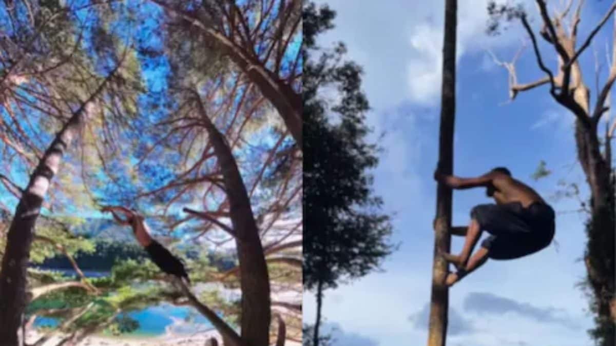 Watch: Man Jumps From One Tree To Another | Viral News - News18