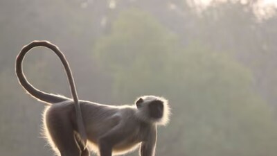 In Central America's Nicaragua, This Supernatural 'Monkey Witch' Haunts ...