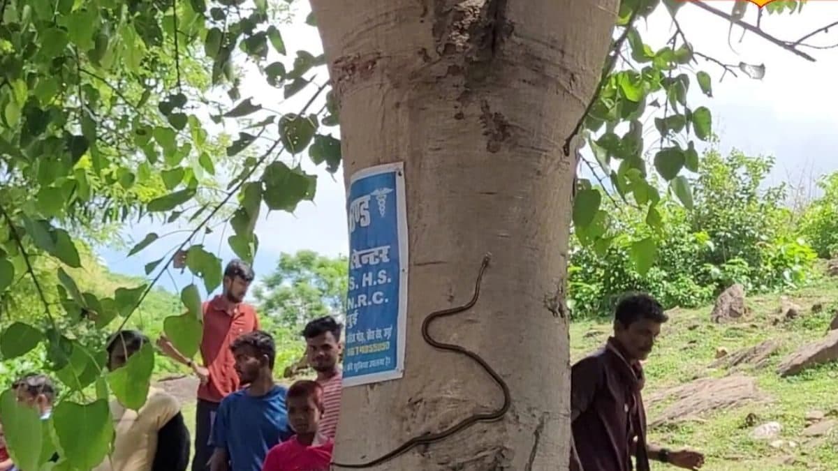 In Bihar, Snake Crawling Up The Tree Outside Lord Shiva Temple Leaves ...