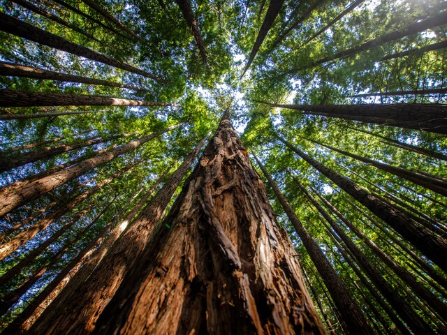 Project One Tree: What is Reforestation, How are Trees Replanted and ...