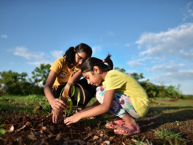Project One Tree: Dos And Don’ts of Successful Tree Planting - News18