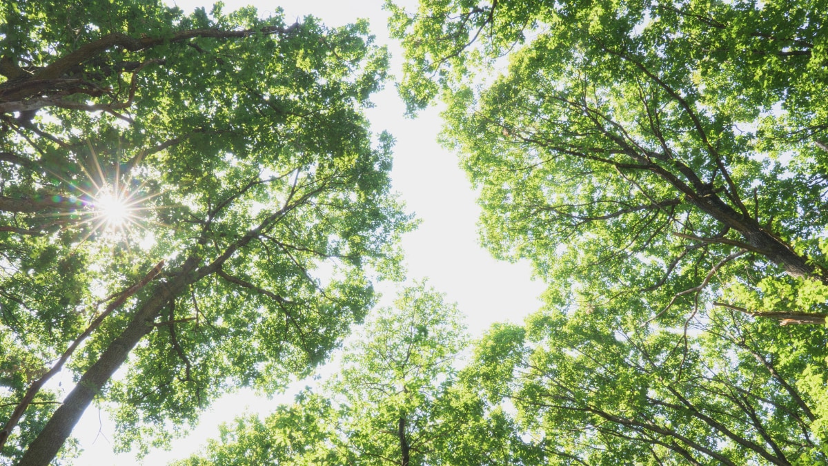 India’s Forest & Tree Cover Grows, But Mangrove Area Shrinks Mainly In ...