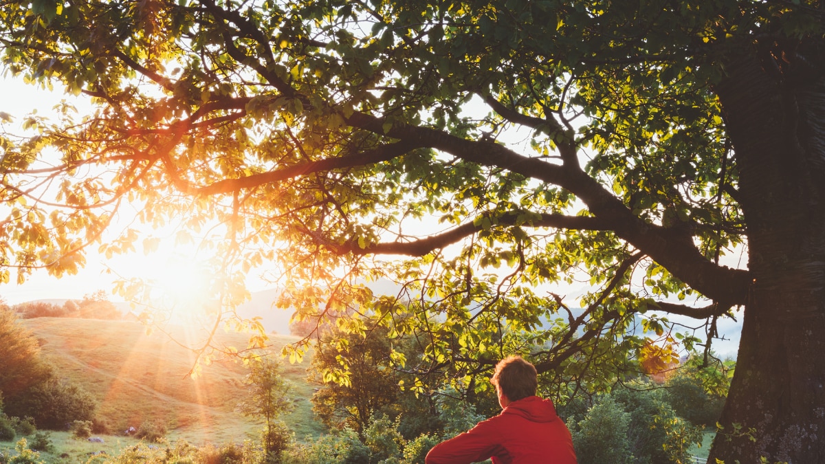 Project One Tree: Boosting Your Mood to Relieving Stress, Little Known ...