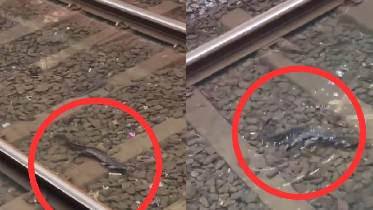 Fish on the Tracks? Marine Life Spotted at Mumbai Local Train Station ...