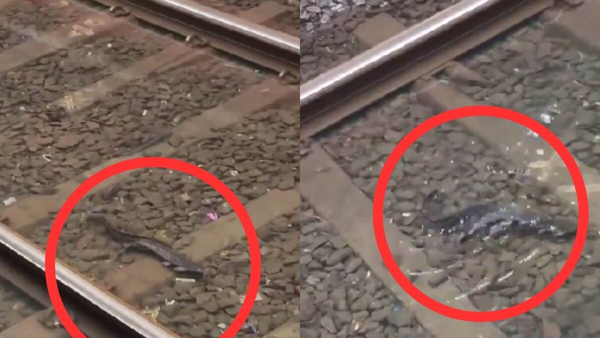 Fish on the Tracks? Marine Life Spotted at Mumbai Local Train Station ...