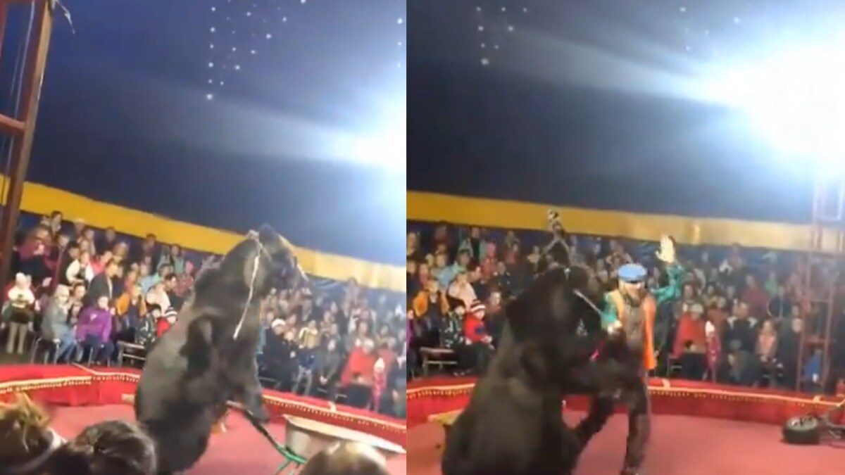 Old Video Of Circus Bear Attacking Handler Viral Again - News18