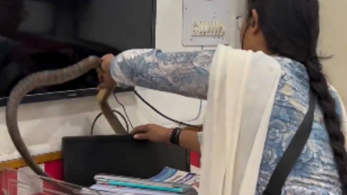 Watch: Fearless Woman Catches Snake Hiding Behind An Office Computer ...