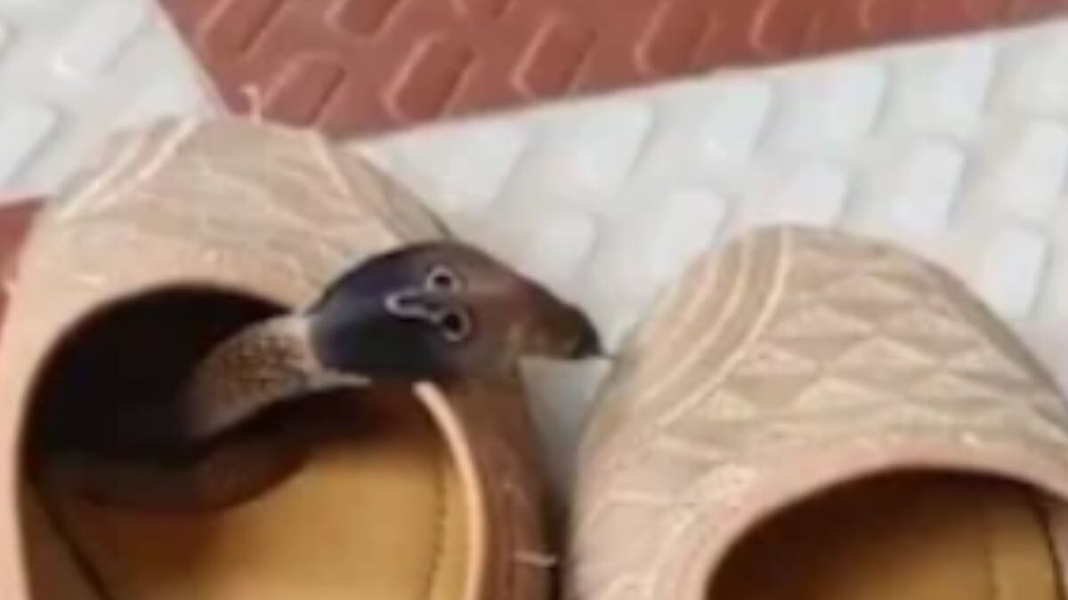 Viral Video Of Snake Hiding Inside Shoe Will Creep You Out - News18
