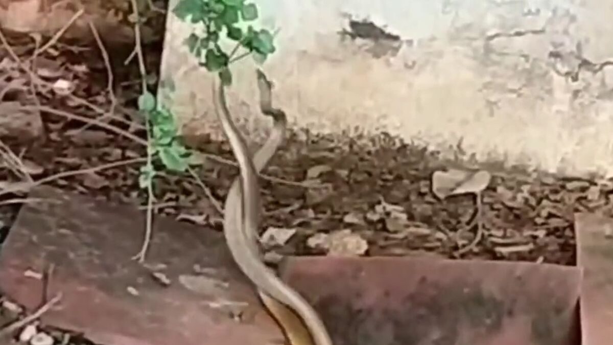 'Snake Dance' Creates Sensation at Agra Hospital; Viral Video Captures ...