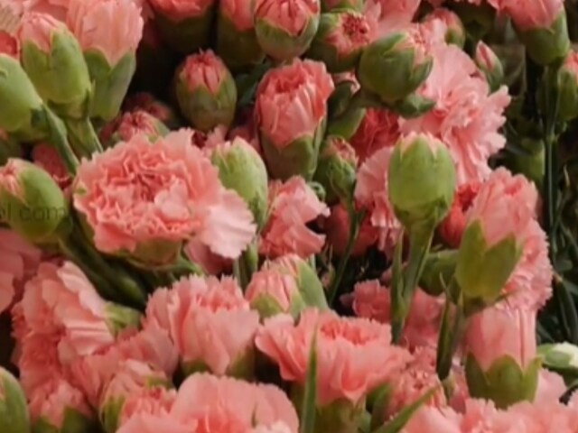 How Tamil Nadu’s Nilgiris Went Big With Carnation Cultivation - News18