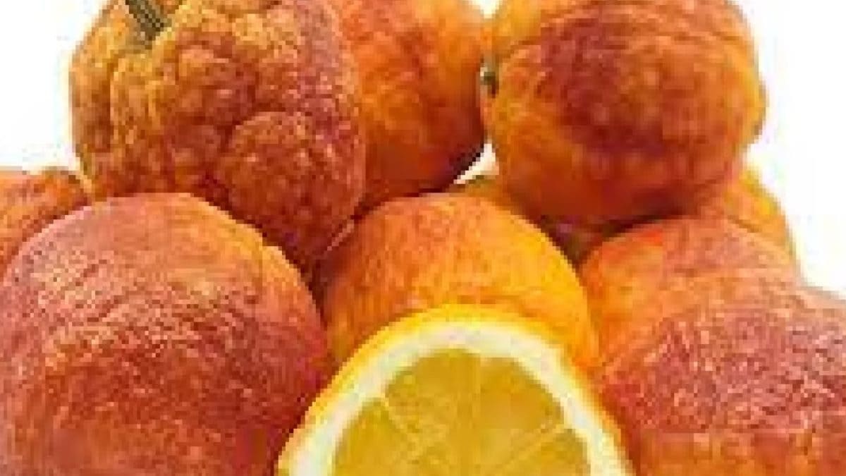 Meet The Bengal Man Who Cultivates A Rare Kind Of Lemons | India News ...