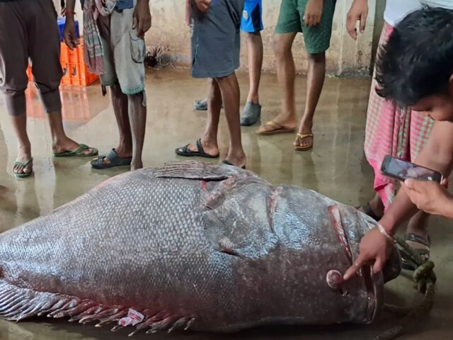 At West Bengal's Digha Auction Centre, A 200 Kg Fish Sold For Rs 51,000 ...