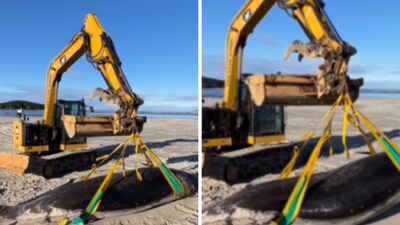 World's Rarest Spade-Toothed Whale Found Dead On New Zealand Beach ...