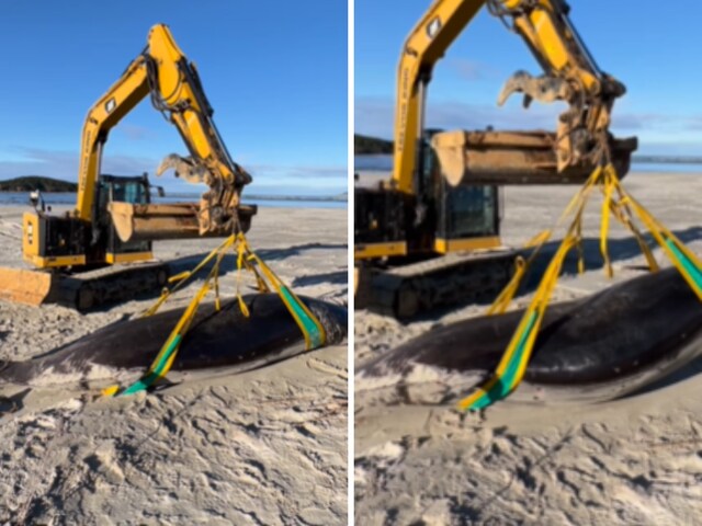 World's Rarest Spade-Toothed Whale Found Dead On New Zealand Beach - News18