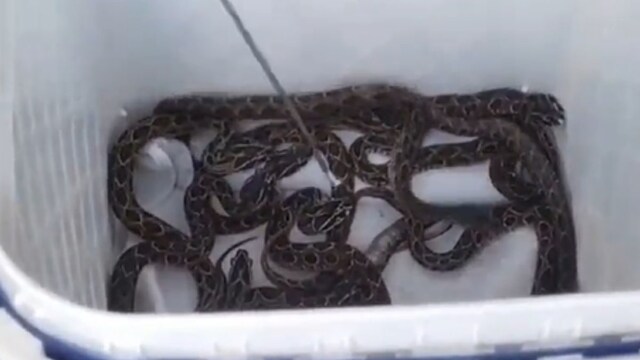 In MP's Sagar, Snake Rescuer Catches Russell Viper About To Lay Eggs ...