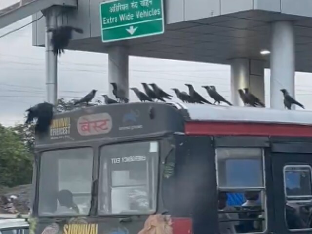 'Where Are They Going?' Video Of Crows Taking A Free Ride On Mumbai Bus ...