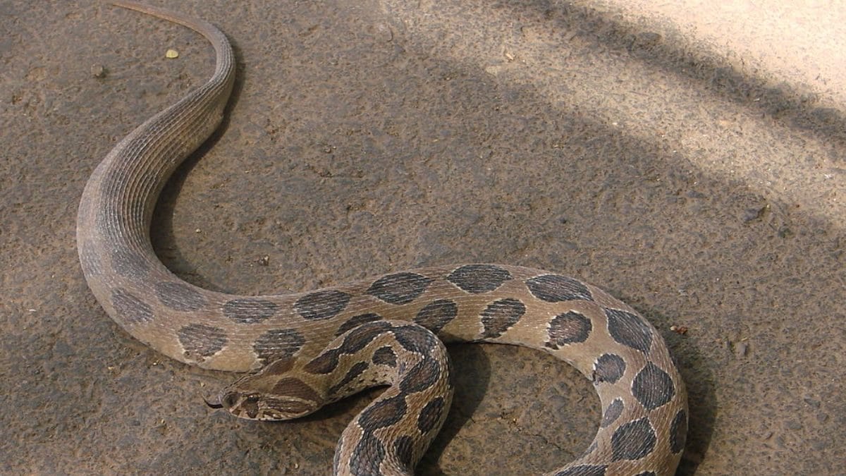 Russell’s Viper Fear Grips Bangladesh After Rise In Snake Bite Cases ...