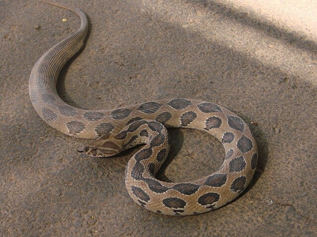 Russell’s Viper Fear Grips Bangladesh After Rise In Snake Bite Cases ...