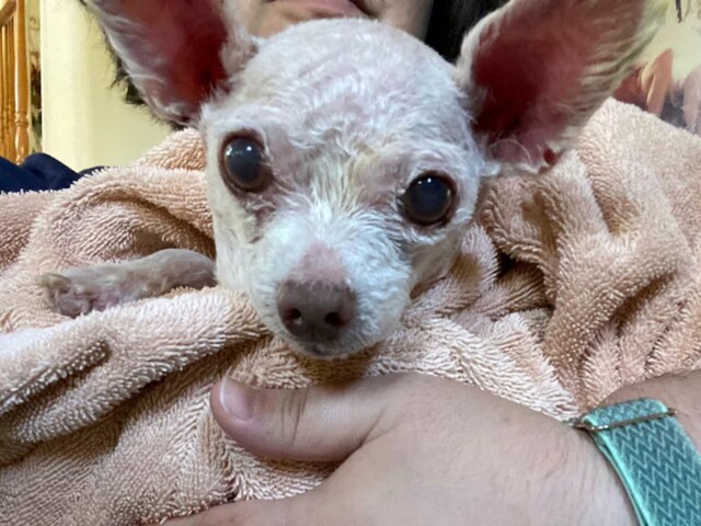 After 9 Years Of Search, Woman Reunites With Lost Pet Dog - News18