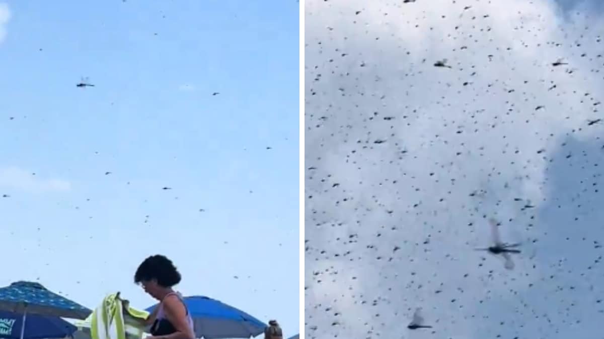'Out Of Horror Movie': Video Shows Massive Dragonfly Swarm Taking Over Rhode Island Beach ...