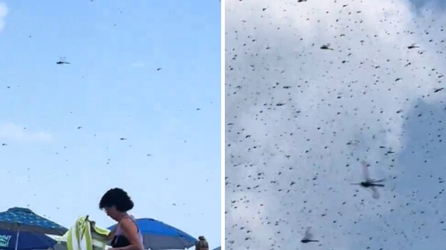 'Out Of Horror Movie': Video Shows Massive Dragonfly Swarm Taking Over ...