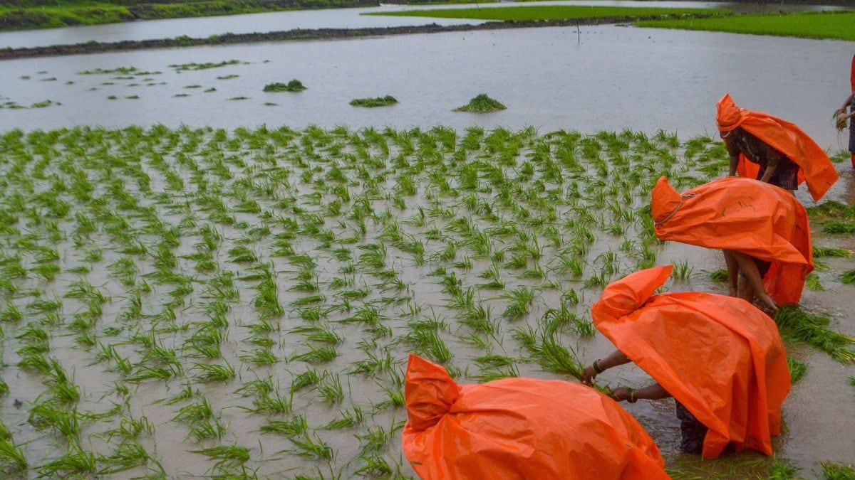Farmers Rush to Plant Kharif Crops as Monsoon Revives in July | Economy ...