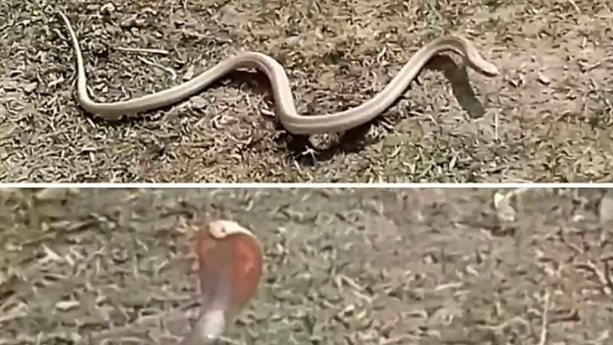 Rare White Cobra Spotted in UP: Potential Sign of Ecosystem Change ...