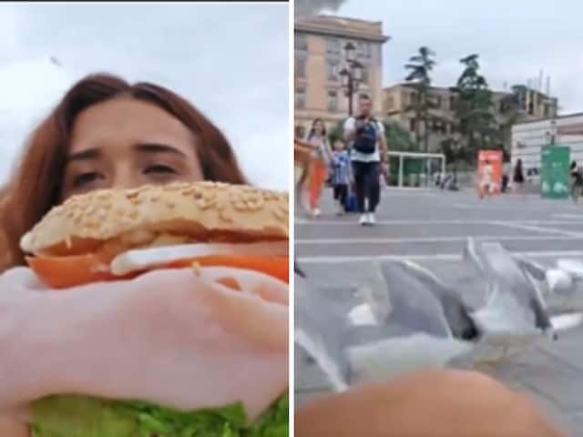 Seagulls Snatch Sandwich From Woman's Hand In This Terrifying Yet ...