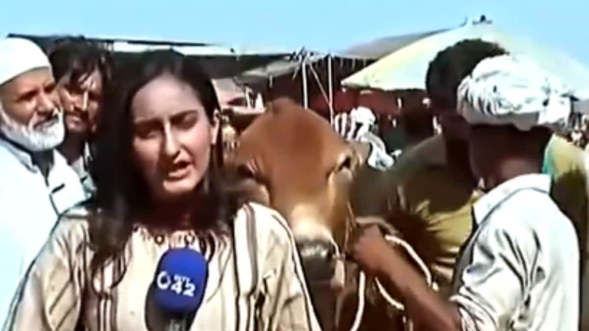 Watch: Pakistani Journalist Attacked By A Bull In The Middle Of Live ...