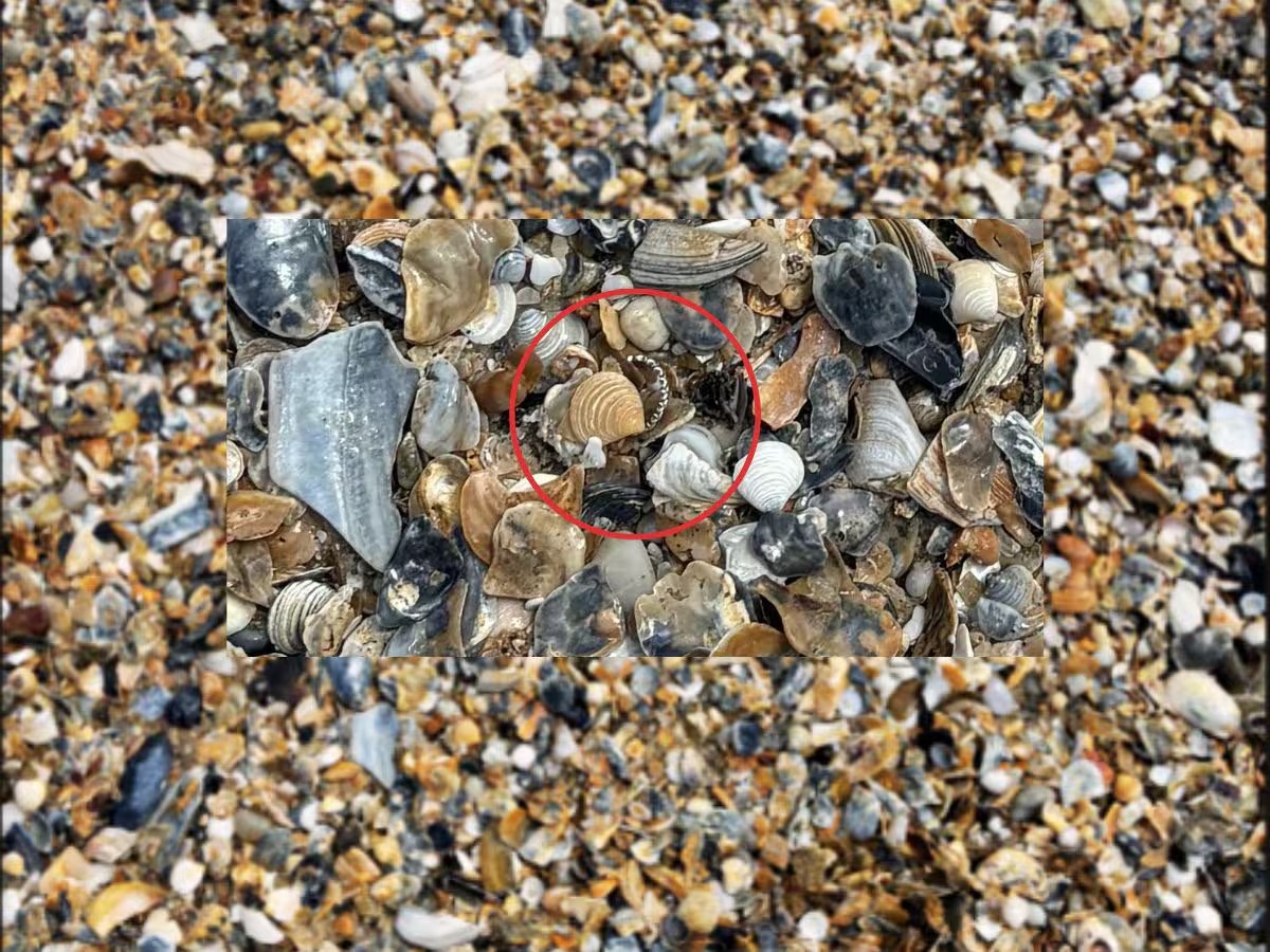 Spot The Ring Among The Sea Shells. Take As Much Time As Want | Viral ...