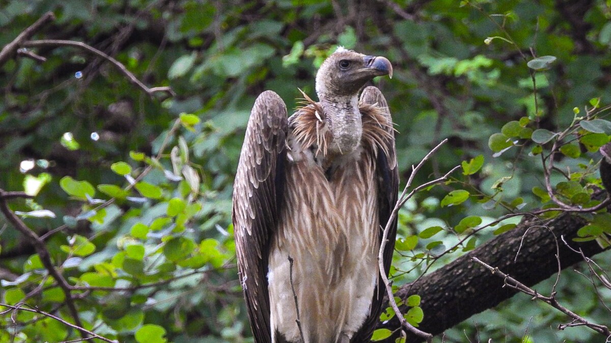Message from Bangladesh? Vulture With Peculiar Markings Causes Stir in ...