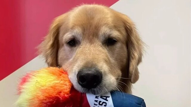 Meet Therapy Dog Beacon, The USA Gymnastics Team’s Surprise Hero At ...