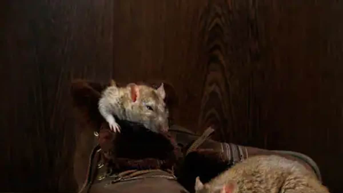 Rats Invade Bristol Home, Leaving Family Homeless And In Financial Ruin ...