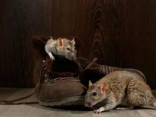 Rats Invade Bristol Home, Leaving Family Homeless And In Financial Ruin ...