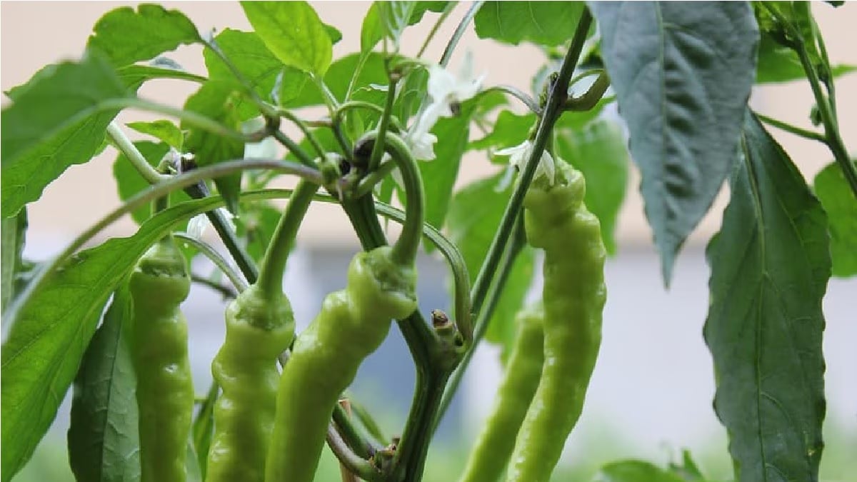 In West Bengal's Sundarbans, Bullet Chillies Yield Farmers A Good ...